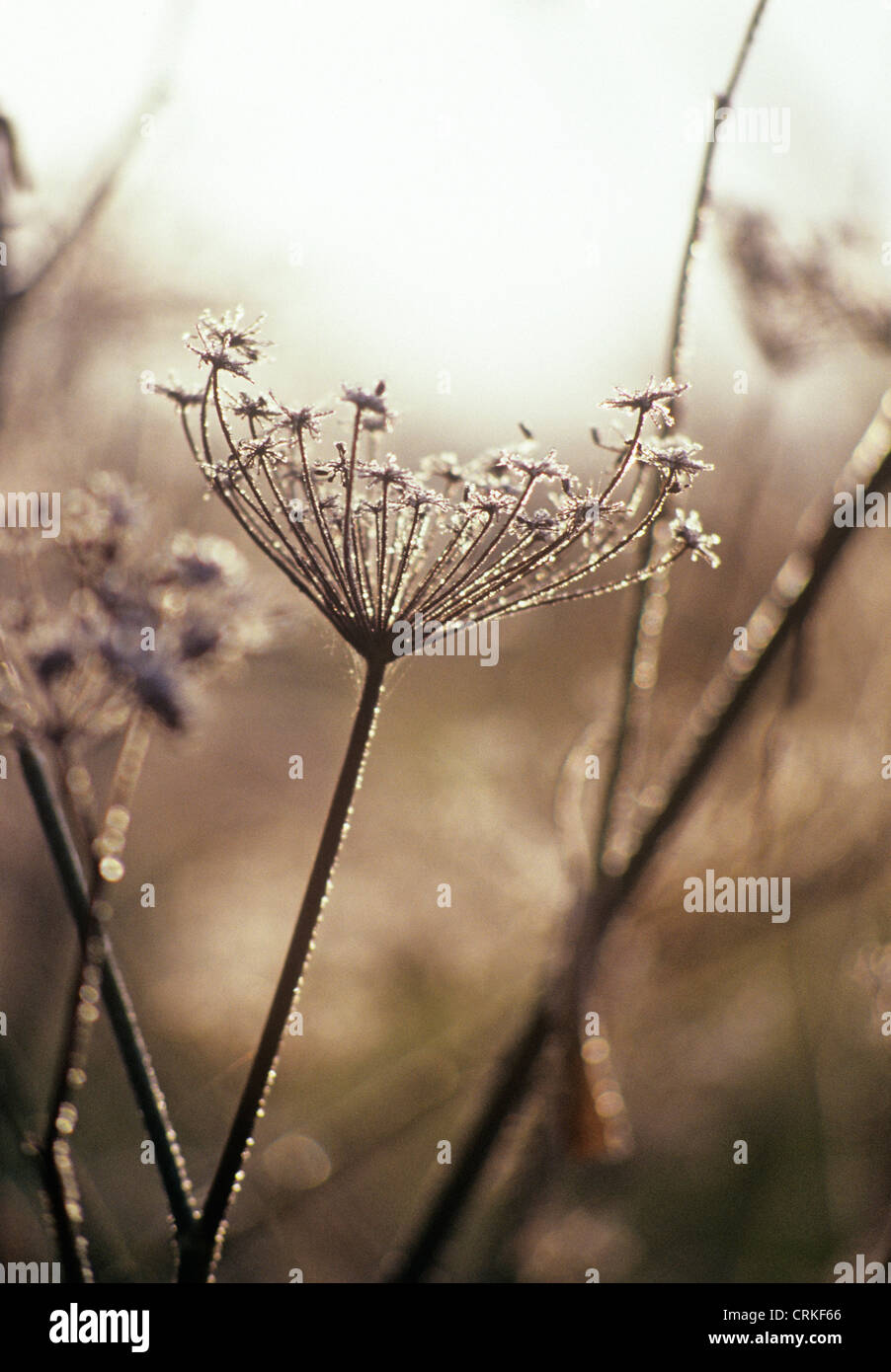 Foeniculum vulgare, Fennel Stock Photo - Alamy