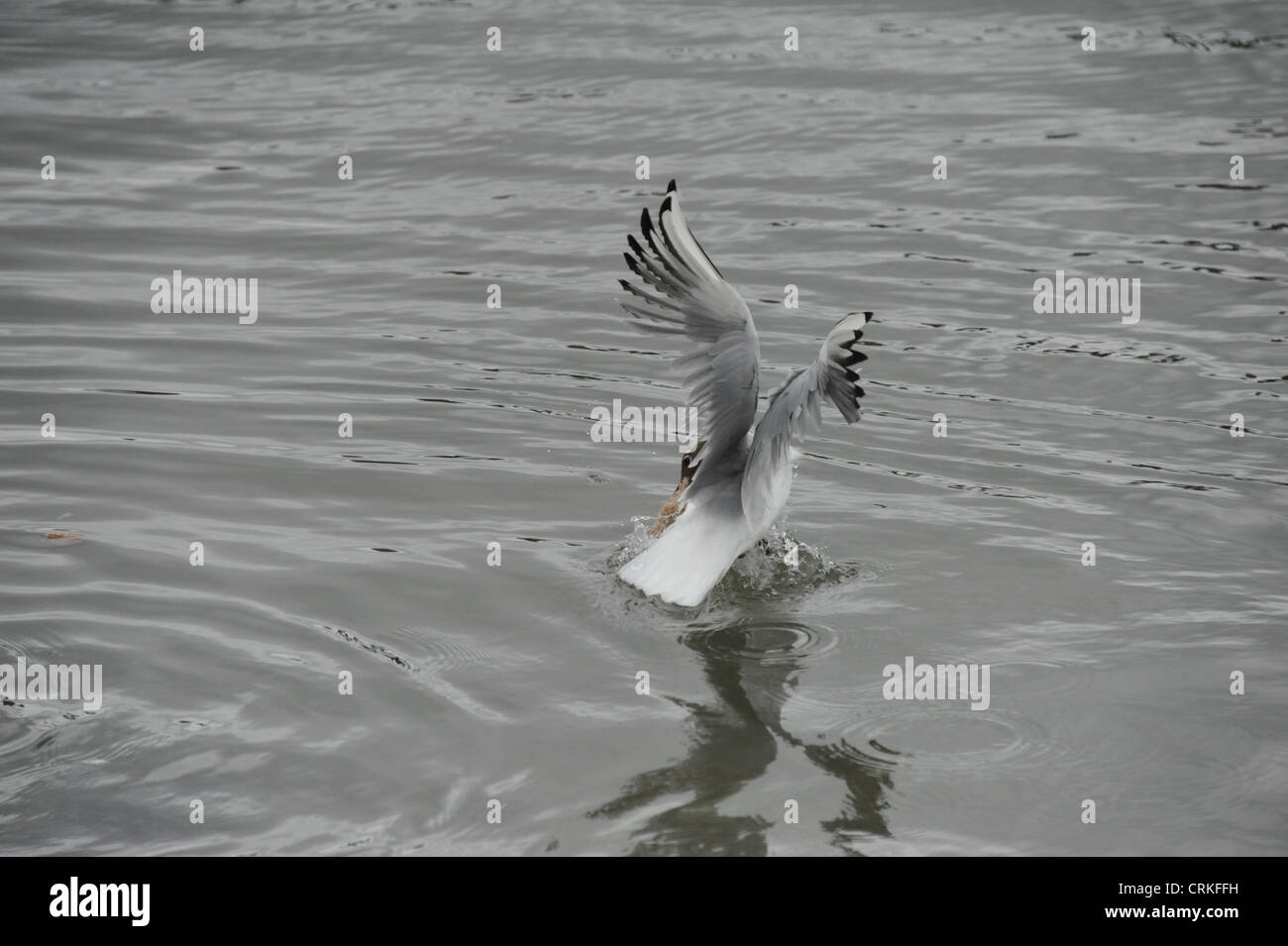 Bird landing on water Stock Photo - Alamy