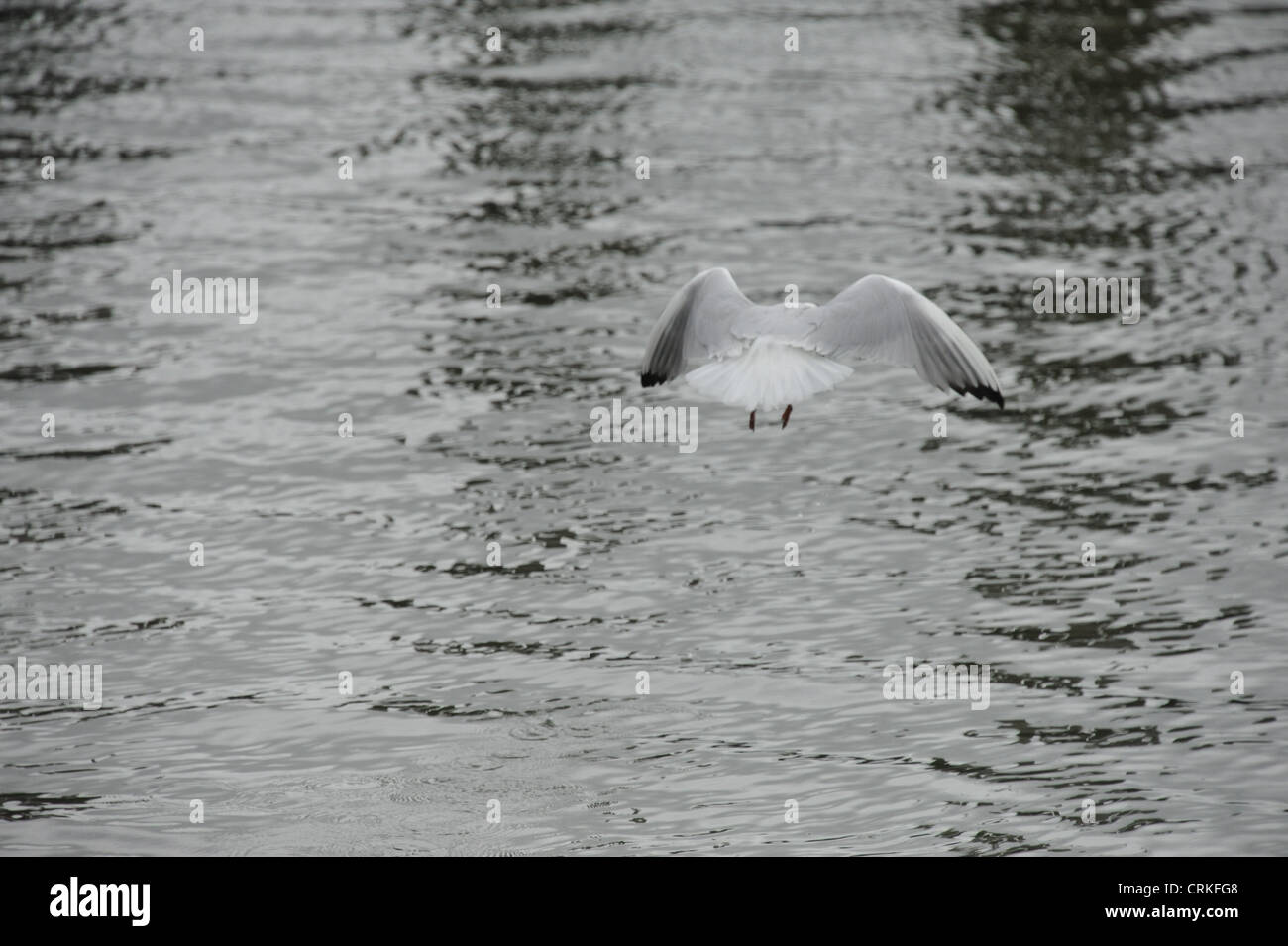 Bird landing on water Stock Photo - Alamy