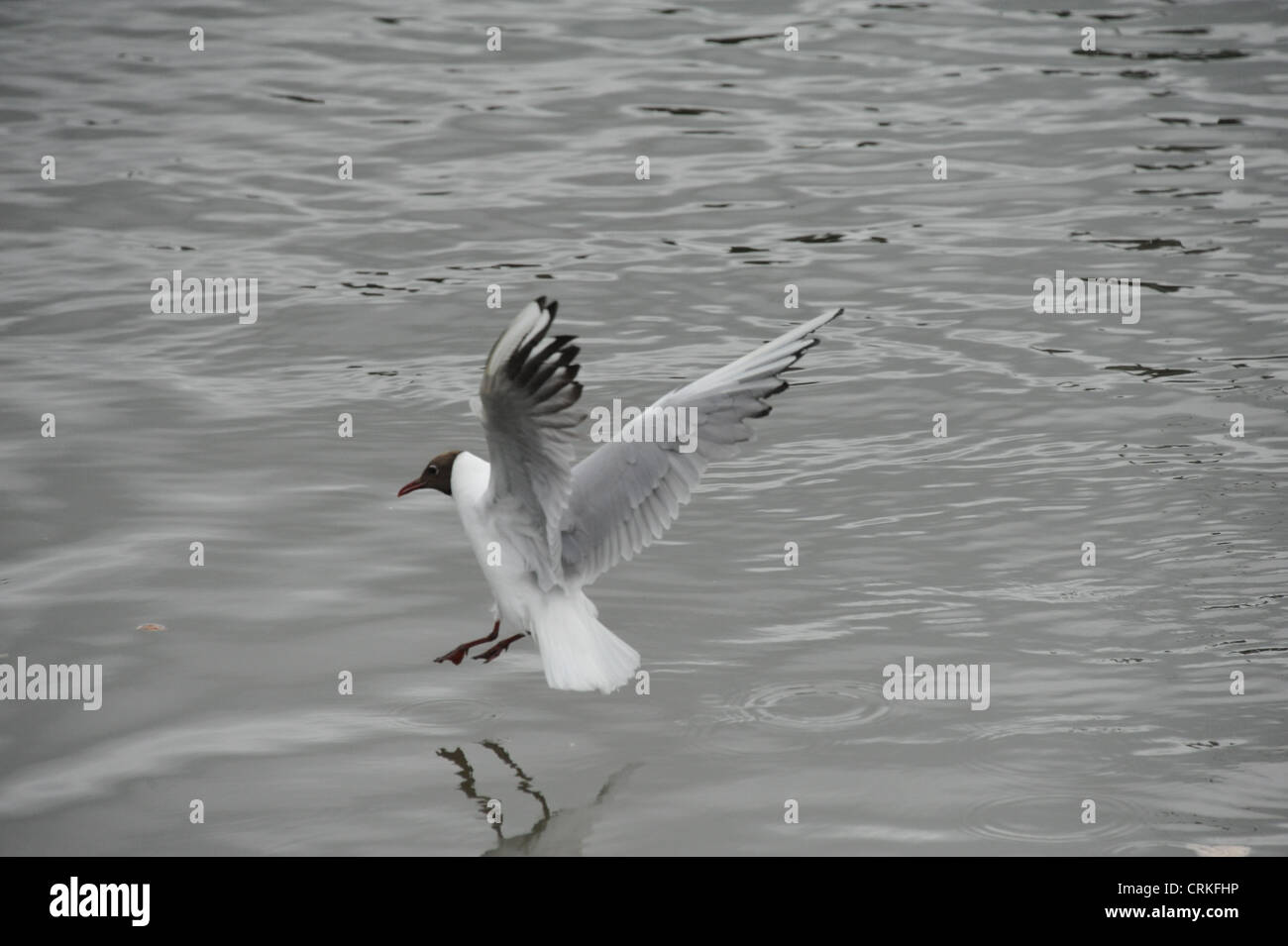 Bird landing on water Stock Photo - Alamy