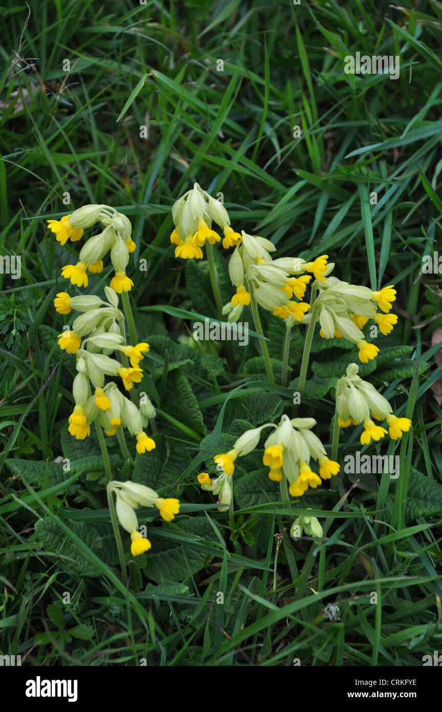 Cowslips hi-res stock photography and images - Alamy