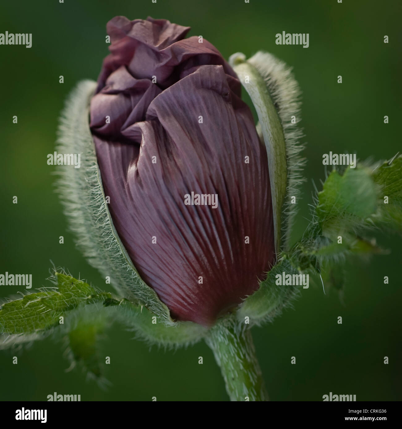 Papaver orientale 'Patty's Plum', Poppy, Oriental poppy Stock Photo - Alamy
