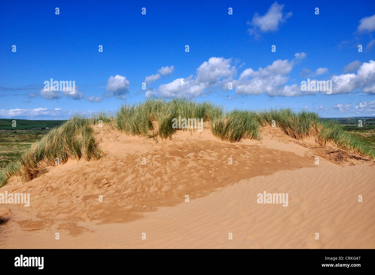 Braunton Burrows sand dune system Devon UK Stock Photo - Alamy
