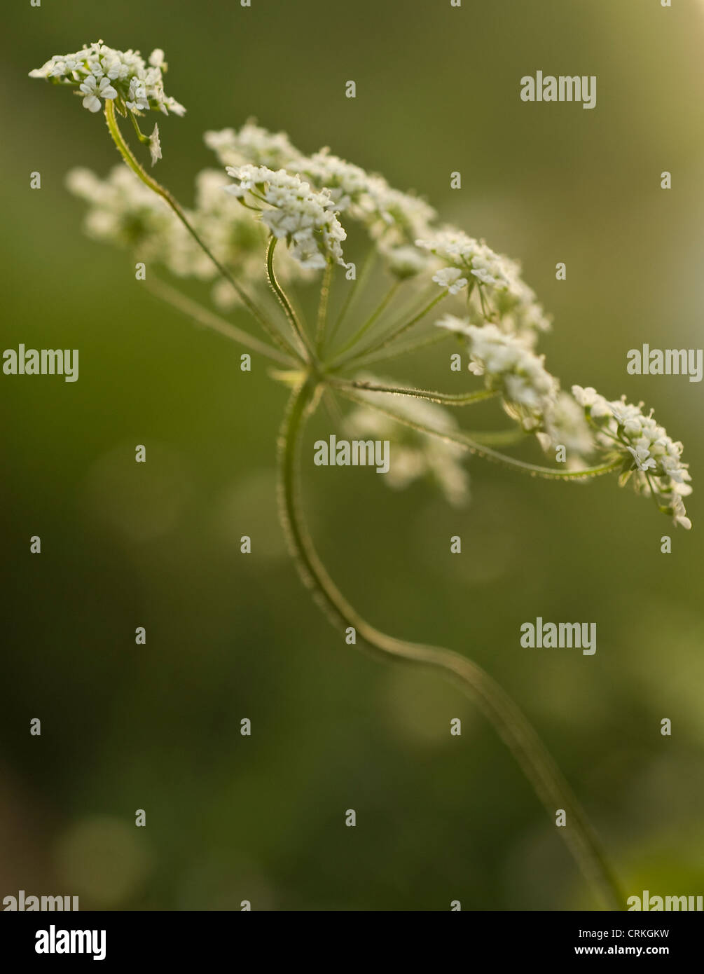 Anthriscus sylvestris, Cow parsley Stock Photo - Alamy