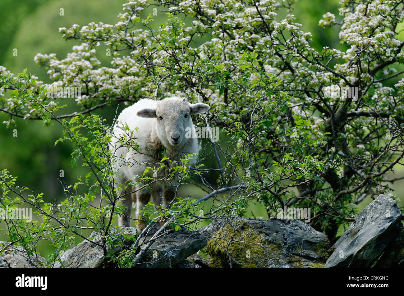 A lamb standing on a wall Stock Photo - Alamy