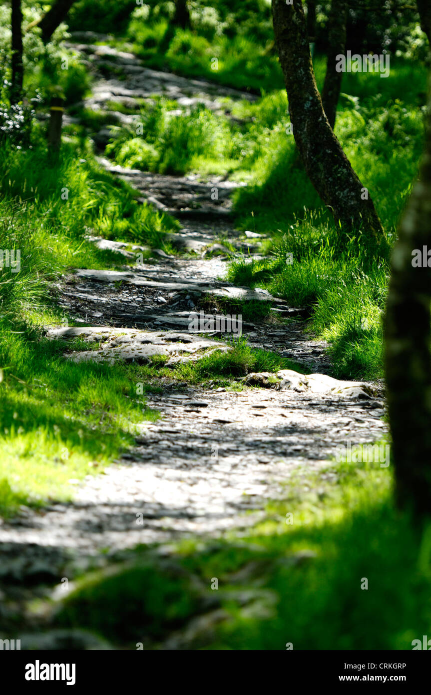 A footpath leading through woodland Stock Photo - Alamy