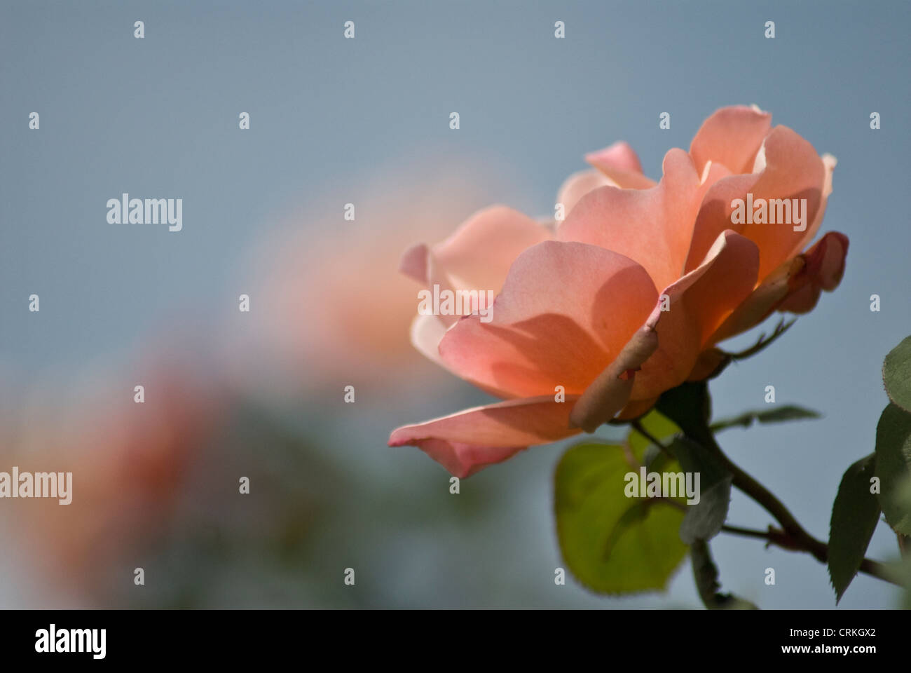 The peace rose hi-res stock photography and images - Alamy
