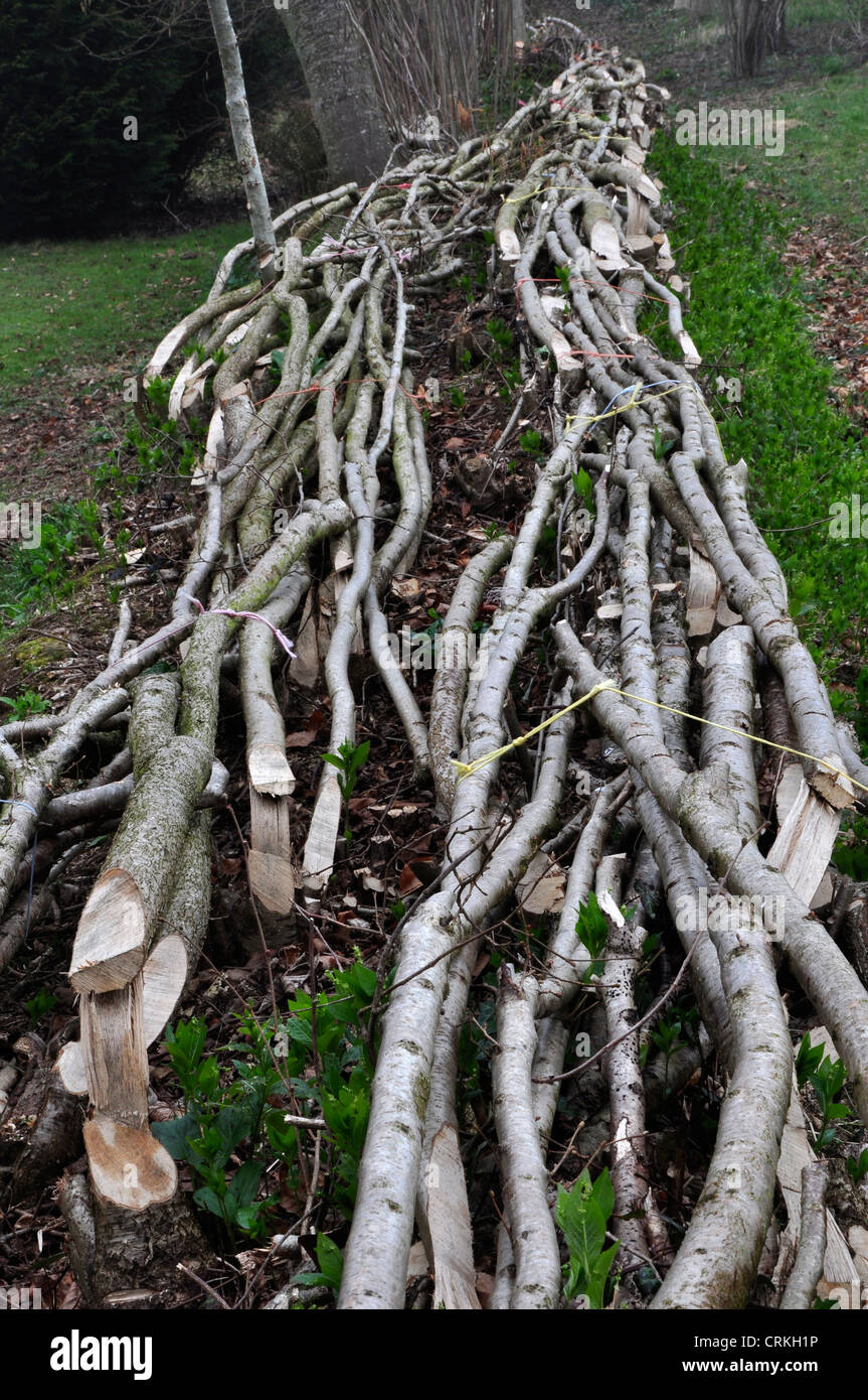 Laid hedge hi-res stock photography and images - Alamy