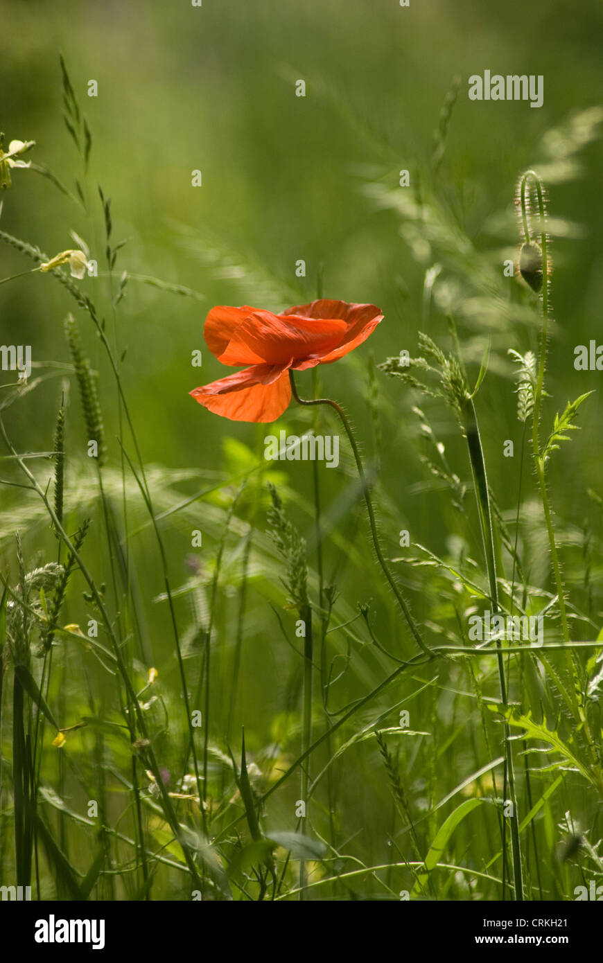 Detail view on poppy hi-res stock photography and images - Alamy