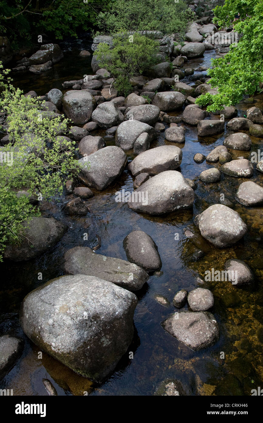 Badgers devon hi-res stock photography and images - Alamy