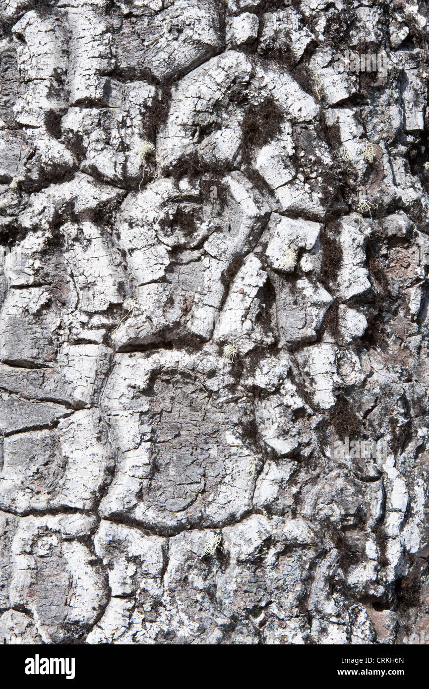 Monkey-puzzle Tree (Araucaria araucana) close-up of bark road 11 near ...
