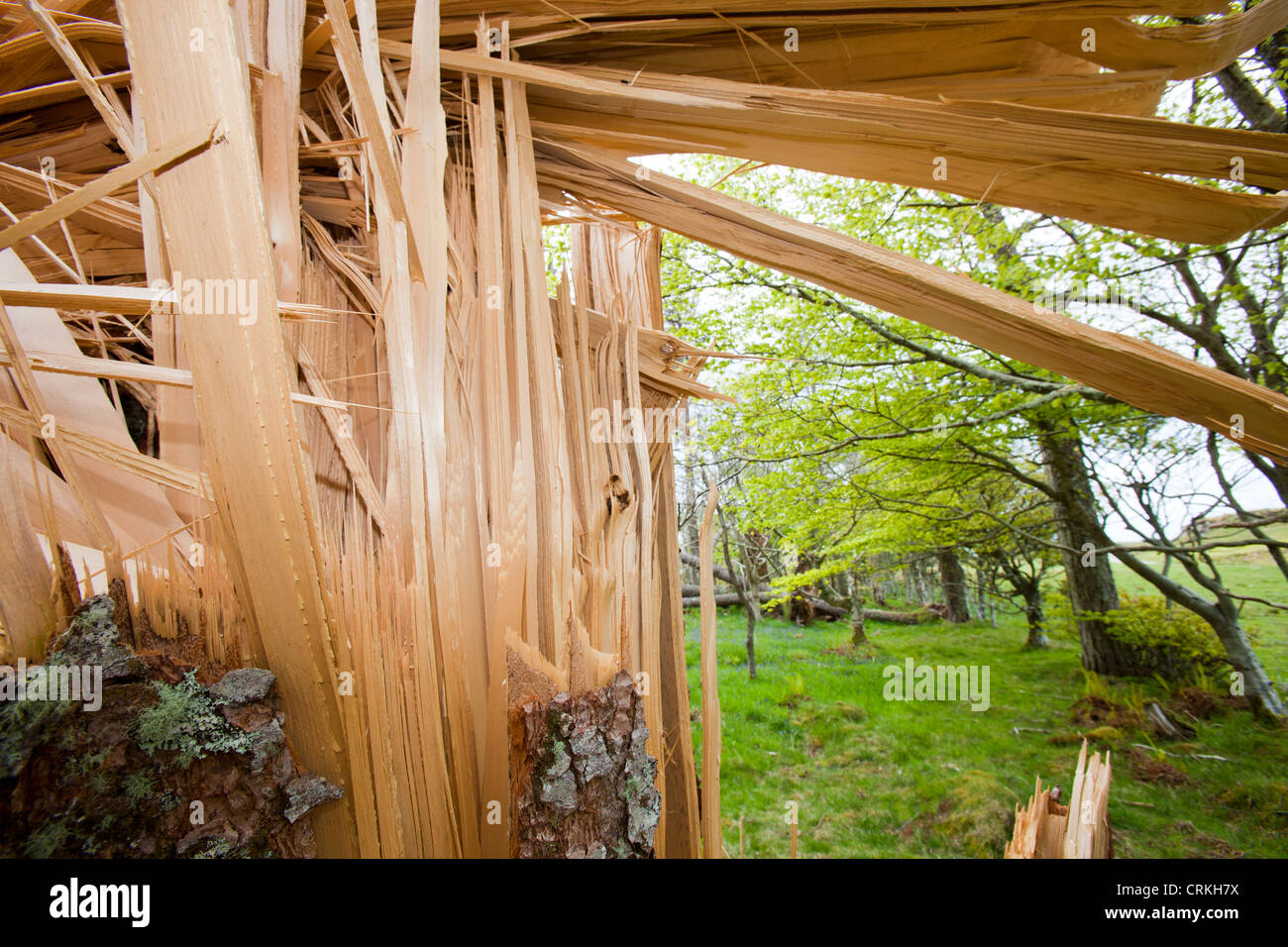 Tree blown over by wind in island hi-res stock photography and images ...