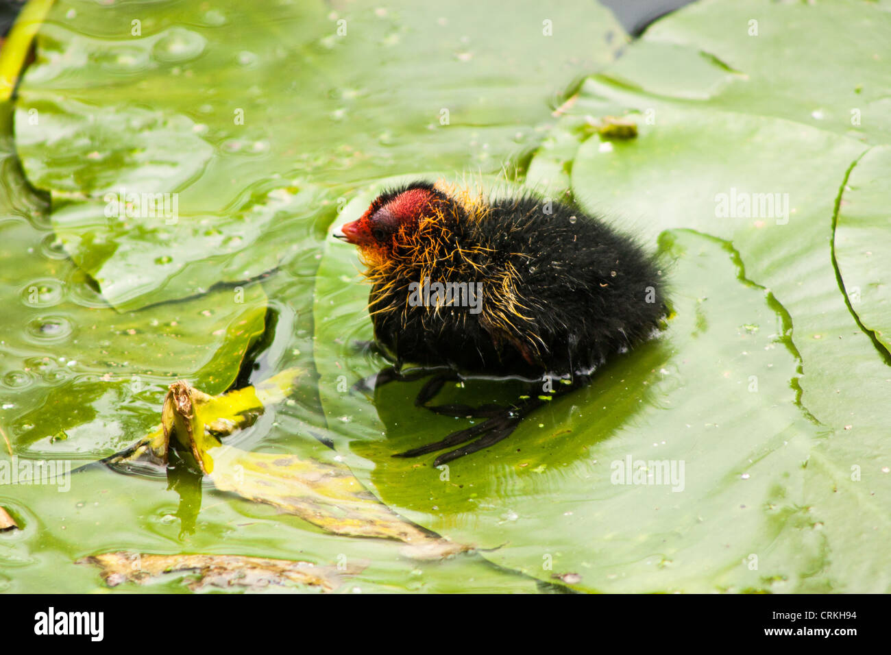 Baby coot hi-res stock photography and images - Alamy