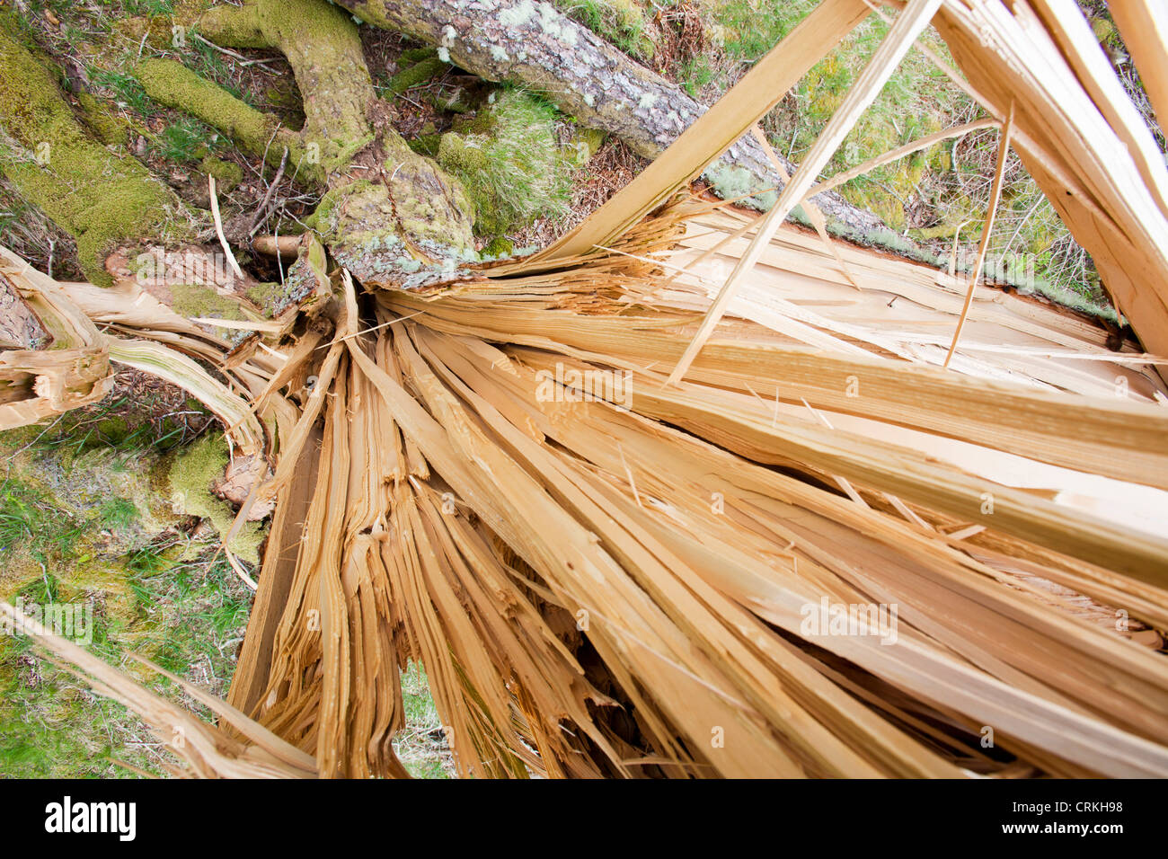 Trees in woodland on the Isle of Eigg that were blown over by hurricane ...