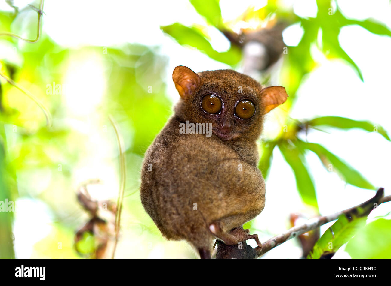 tarsier visitors centre corella bohol philippines Stock Photo - Alamy