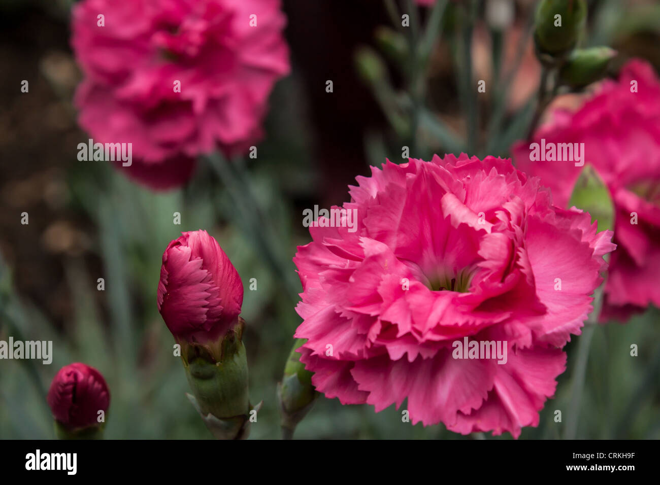 Pink carnation on the field Stock Photo - Alamy