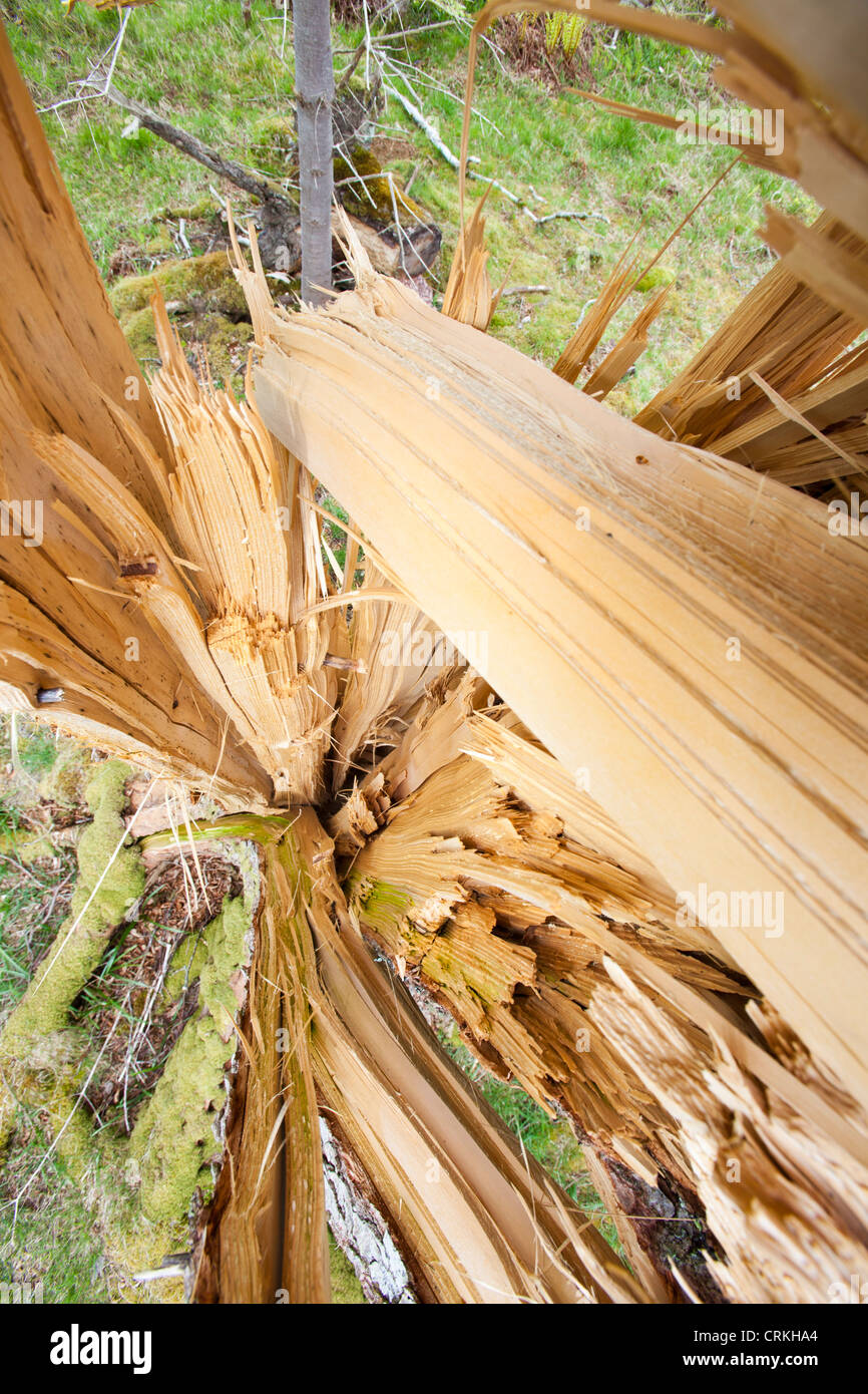 Trees in woodland on the Isle of Eigg that were blown over by hurricane ...