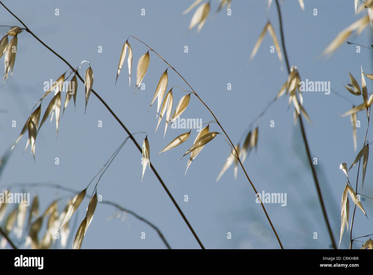 Avena fatua, Oats, Wild oats Stock Photo - Alamy