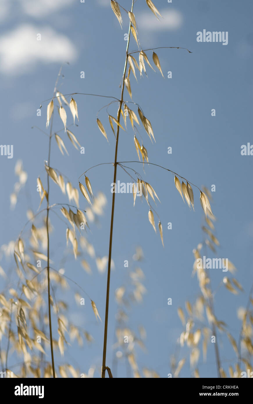Avena fatua hi-res stock photography and images - Alamy