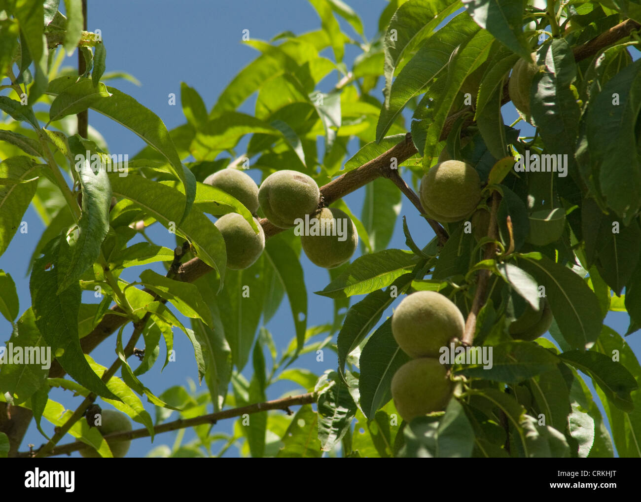 Prunus persica hi-res stock photography and images - Alamy