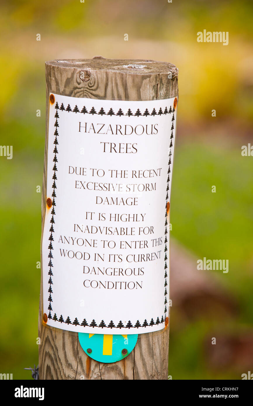 Trees in woodland on the Isle of Eigg that were blown over by hurricane ...