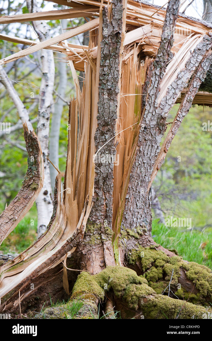 Tree blown over by wind in island hi-res stock photography and images ...