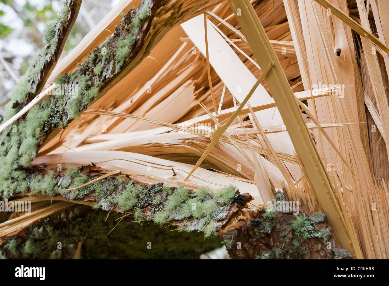 Trees in woodland on the Isle of Eigg that were blown over by hurricane ...