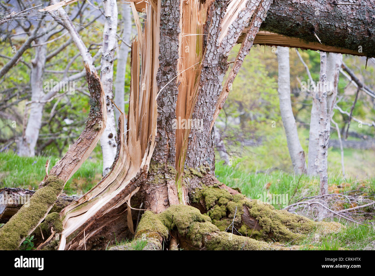 Flattened tree trunk hi-res stock photography and images - Alamy