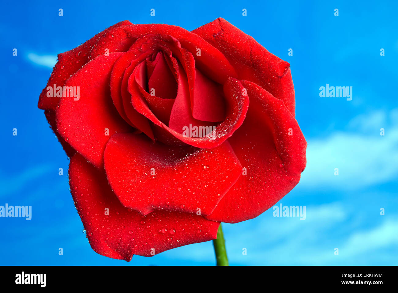 A single red rose photographed against a sky background Stock Photo - Alamy