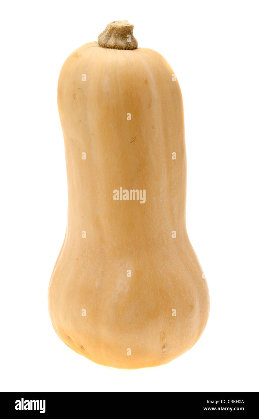 Fresh Butternut Squash - studio shot with a white background Stock ...