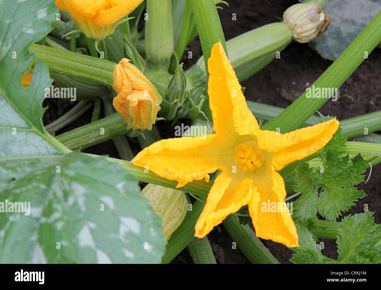 Marrow plant hi-res stock photography and images - Alamy
