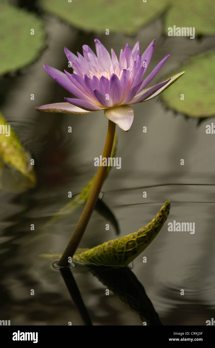 Nymphaea violacea, Water lily Stock Photo - Alamy