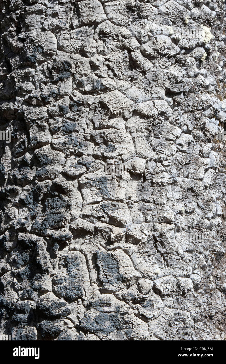 Monkey Puzzle tree (Araucaria araucana) close-up of bark Road 13 from ...