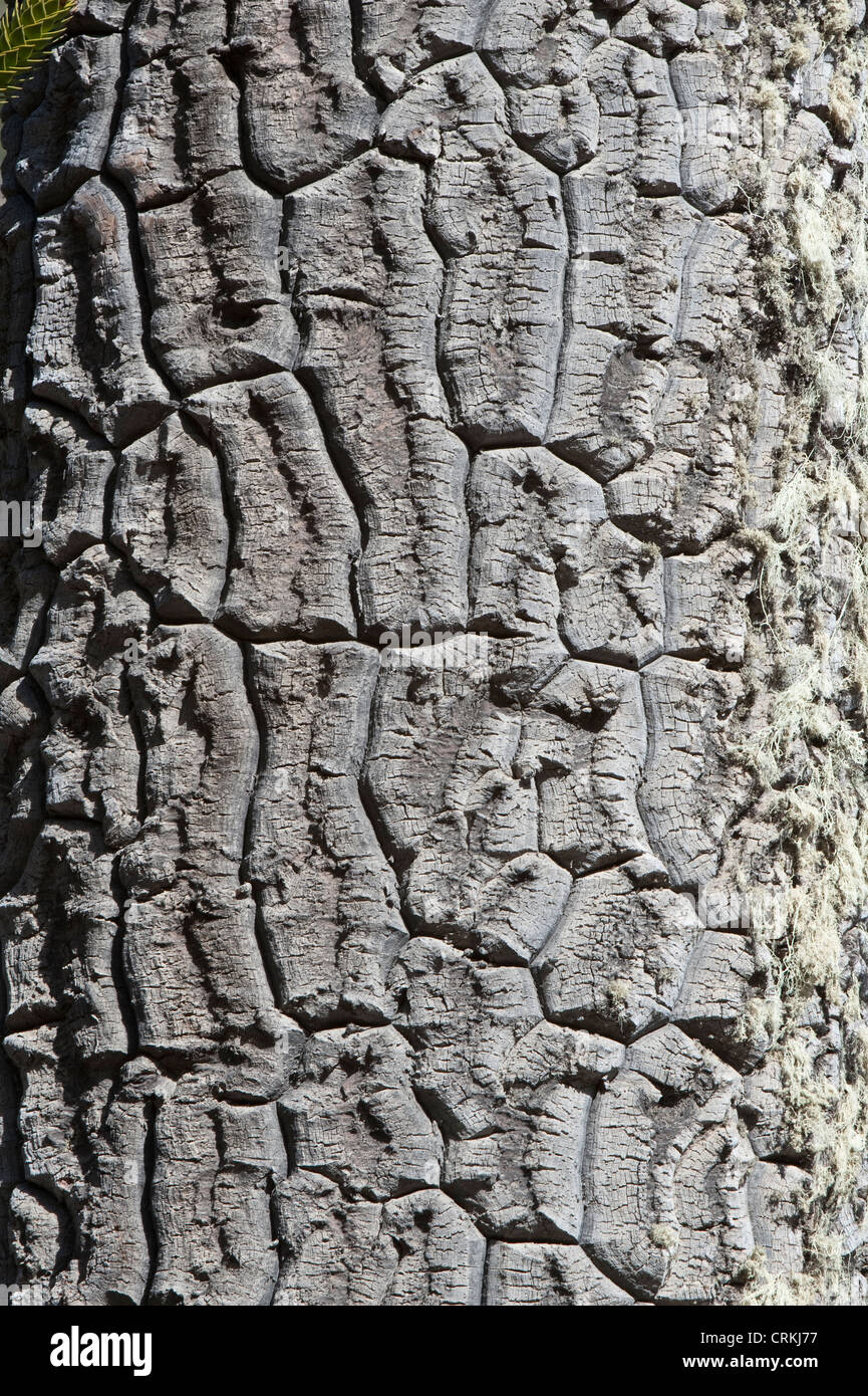 Monkey-puzzle Tree (Araucaria, araucana) close-up of trunk road 12 ...