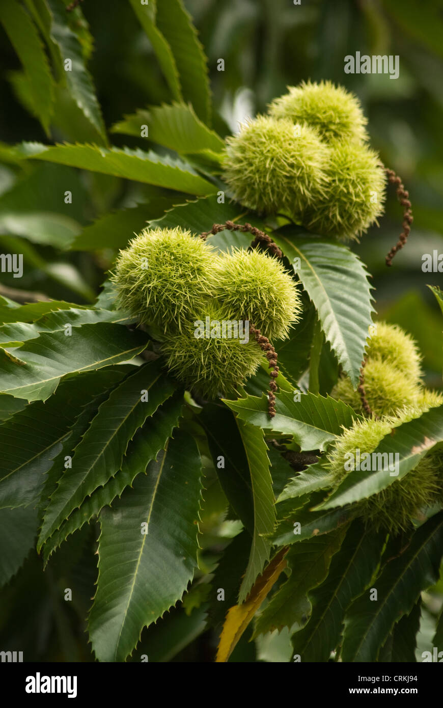 Spiky ball tree hi-res stock photography and images - Alamy