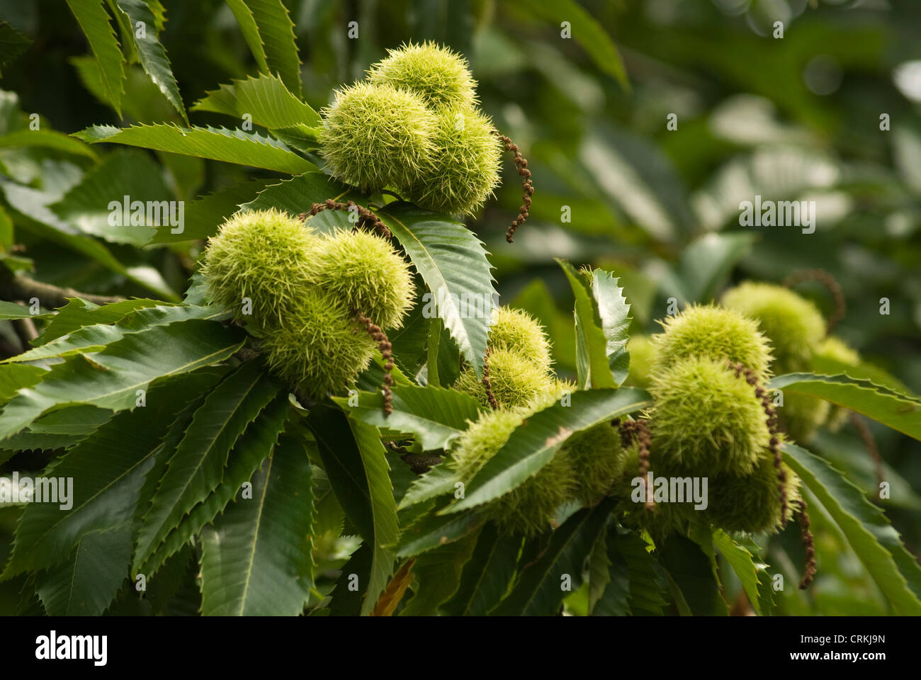 Spiky ball tree hi-res stock photography and images - Alamy