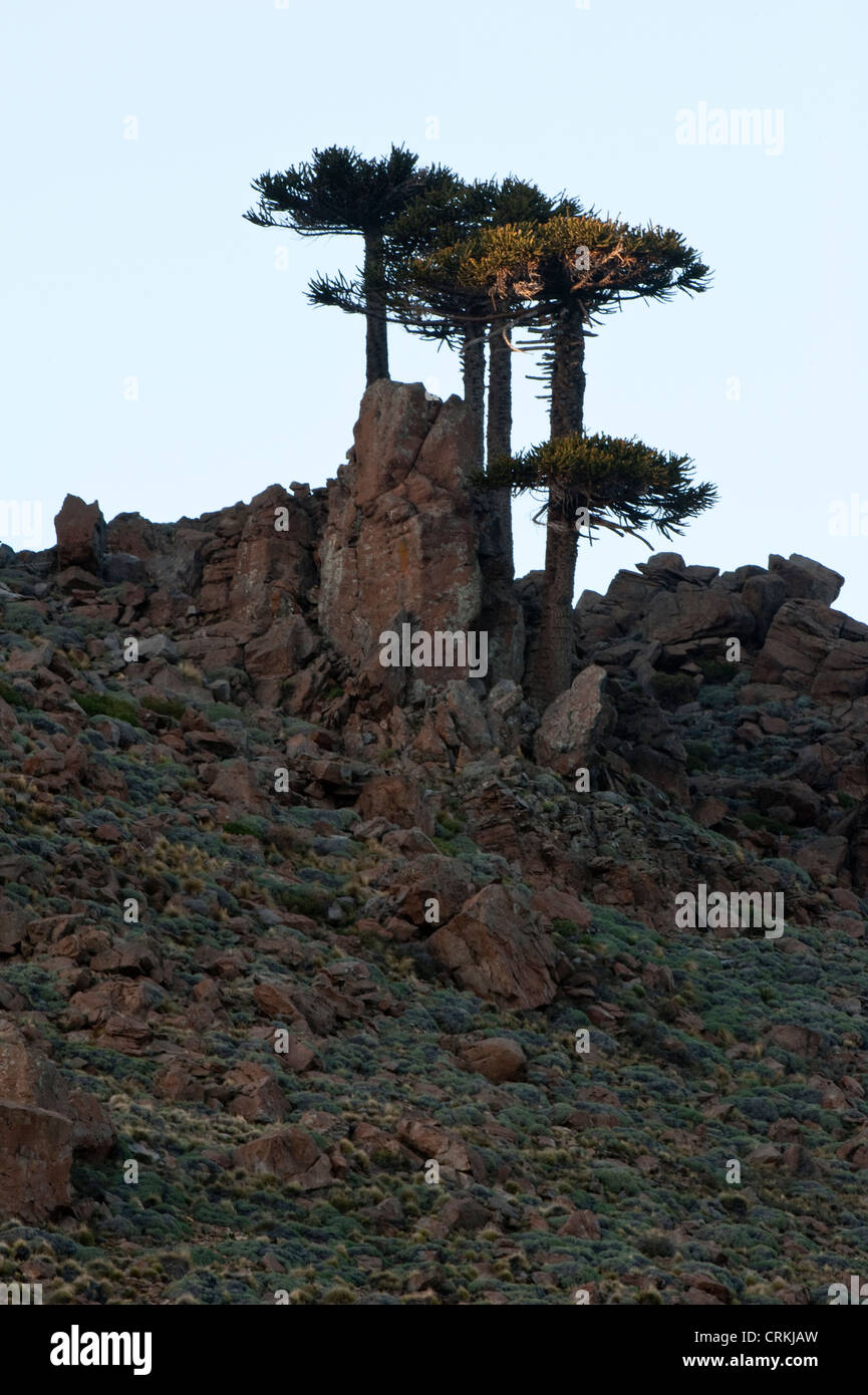 Monkey-puzzle Tree (Araucaria araucana) grow near road 13 from Villa ...