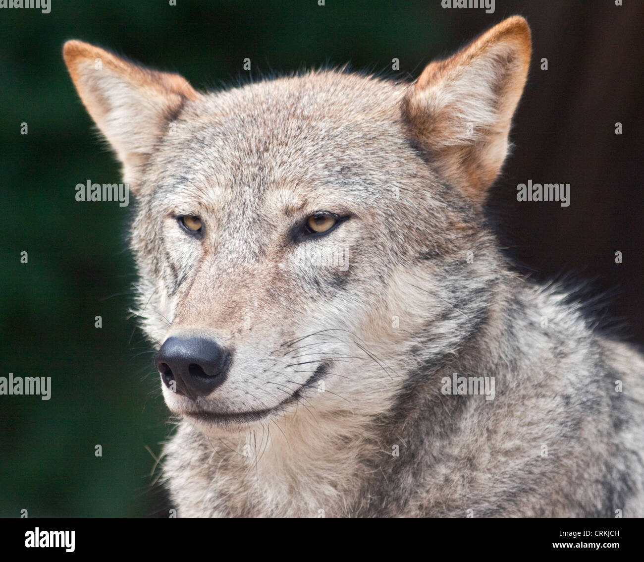 Grey Wolf (canis lupus Stock Photo - Alamy