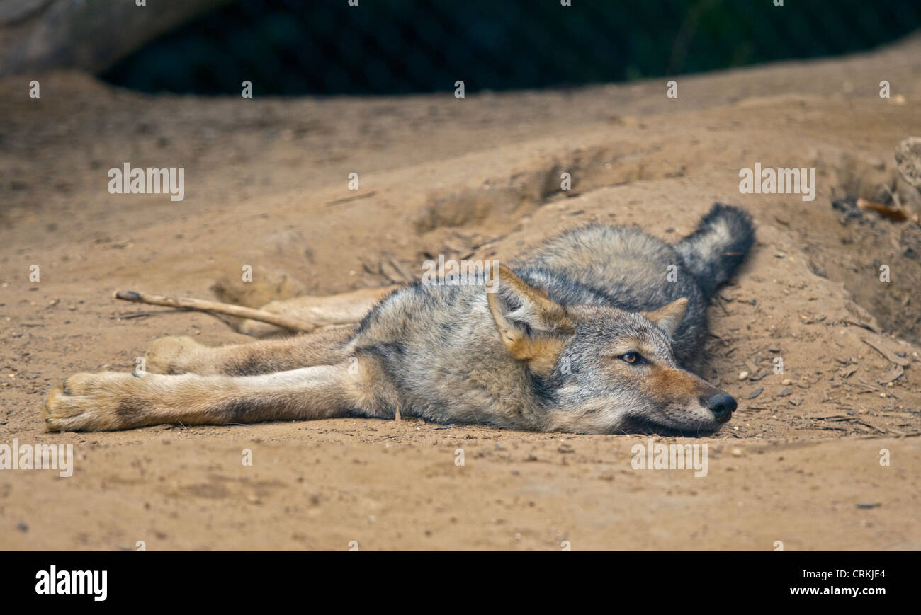Juvenile Wolves High Resolution Stock Photography and Images - Alamy