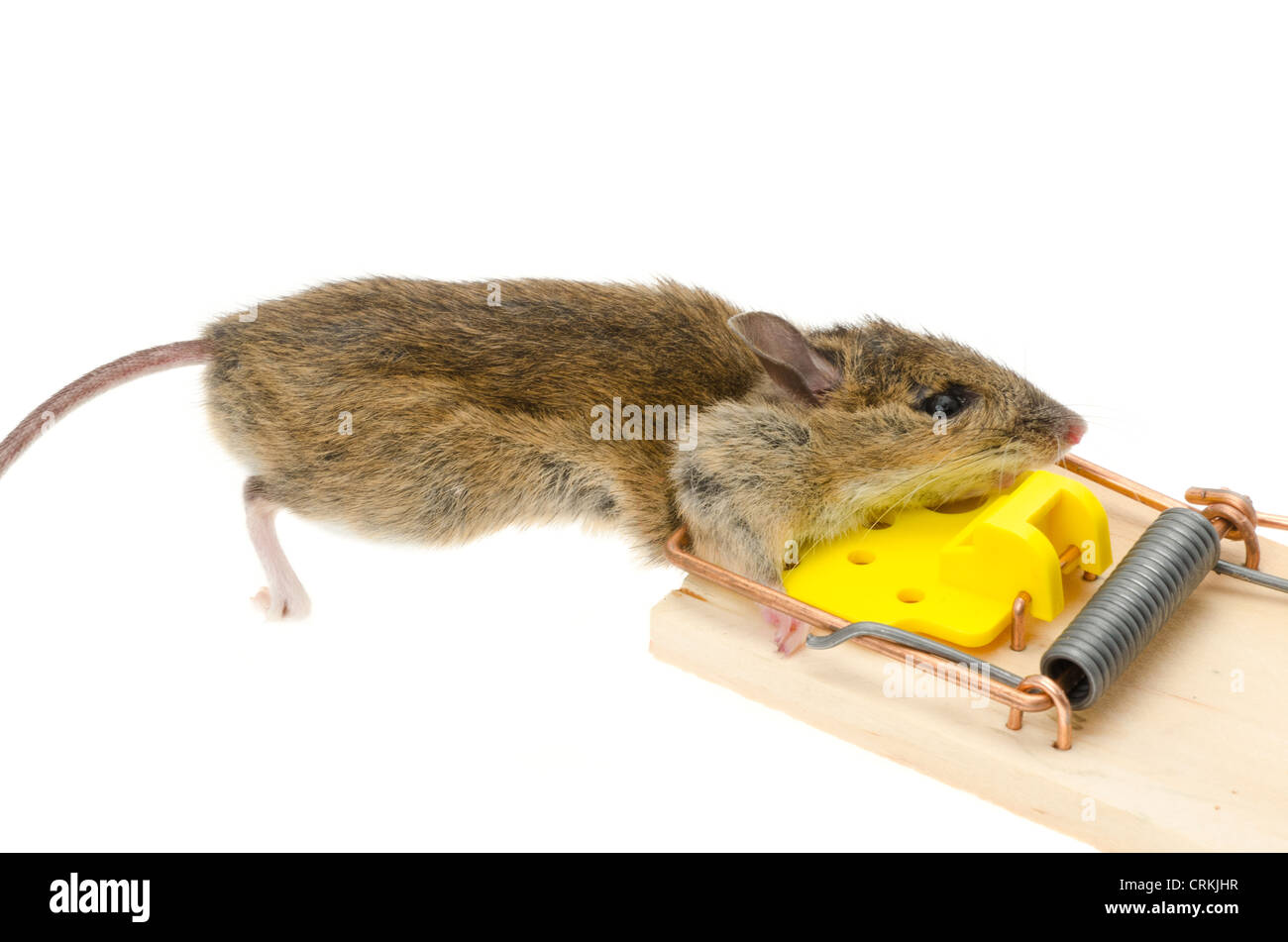Trapped mouse hi-res stock photography and images - Alamy