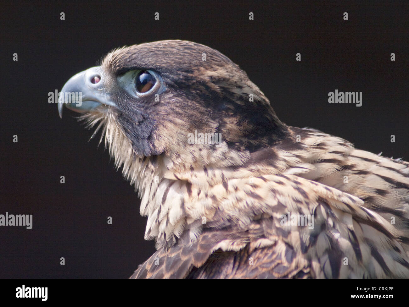 Saker falcons hi-res stock photography and images - Alamy