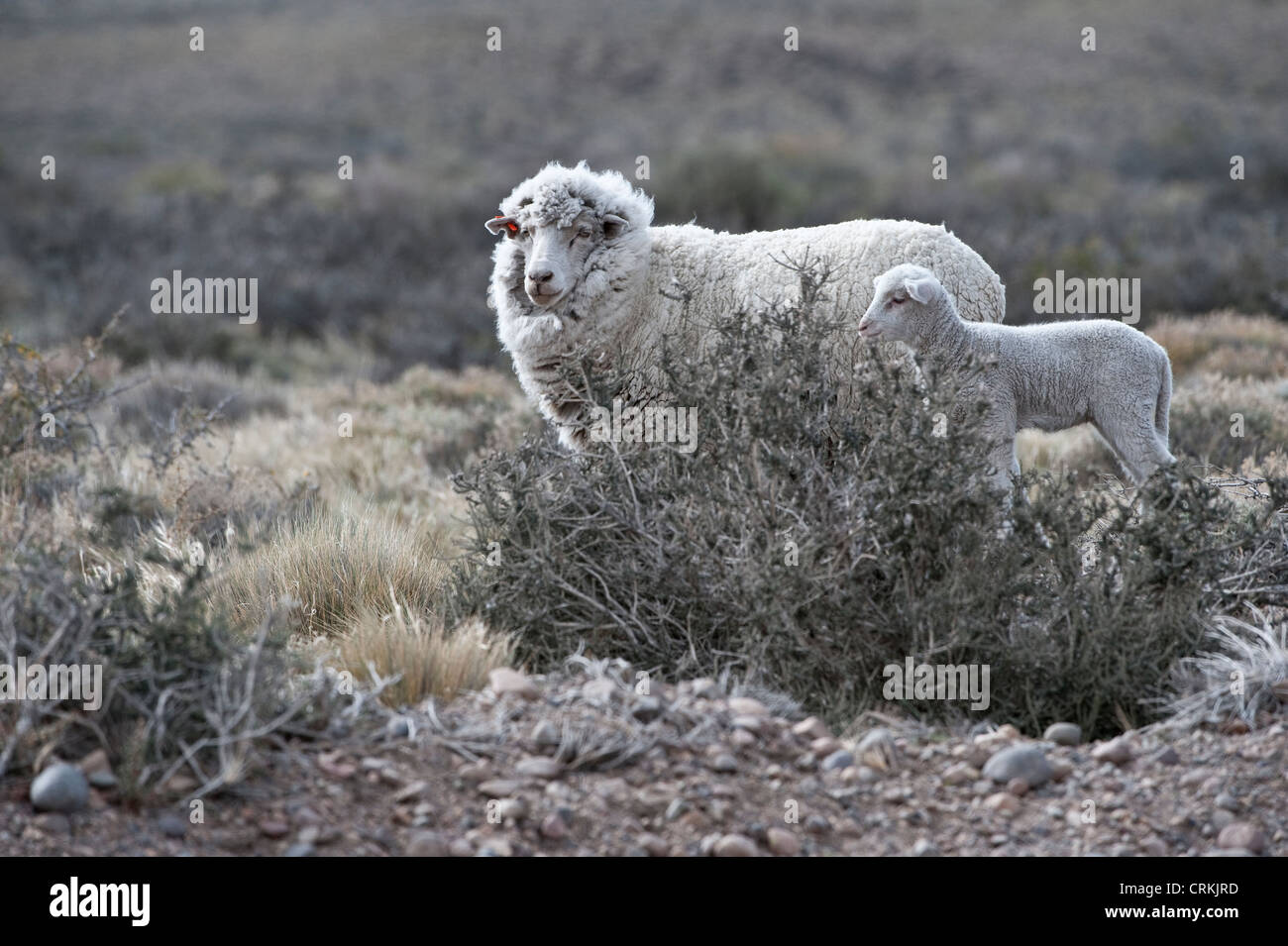 Sheep farming, Corriedale Sheep ewe with lamb on Patagonian steppe Road ...