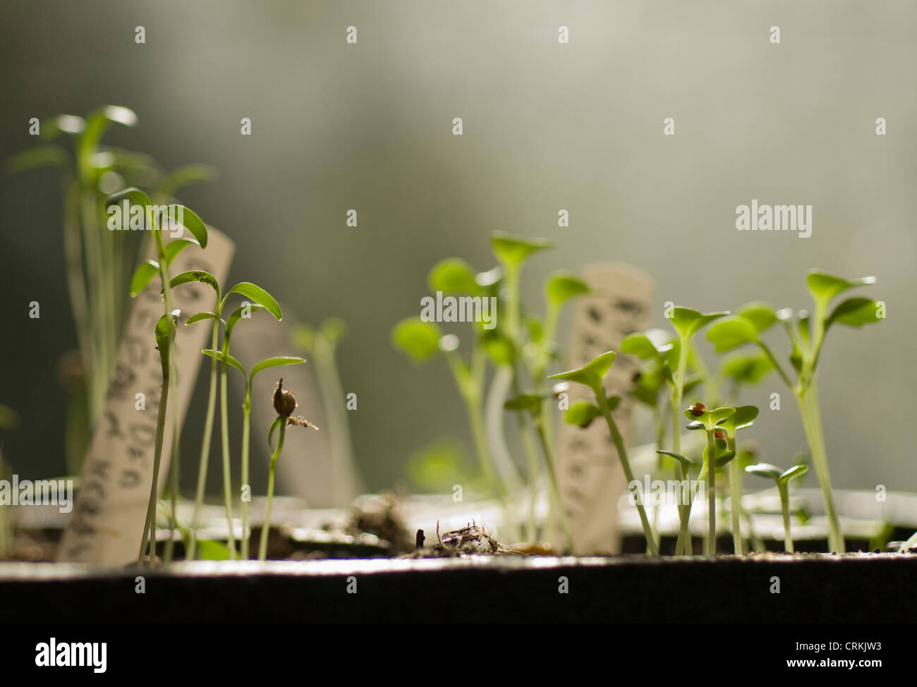 Pak choi growing hi-res stock photography and images - Alamy