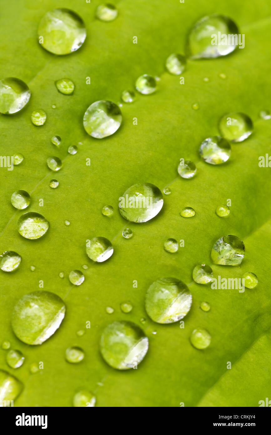 Big raindrops hi-res stock photography and images - Alamy