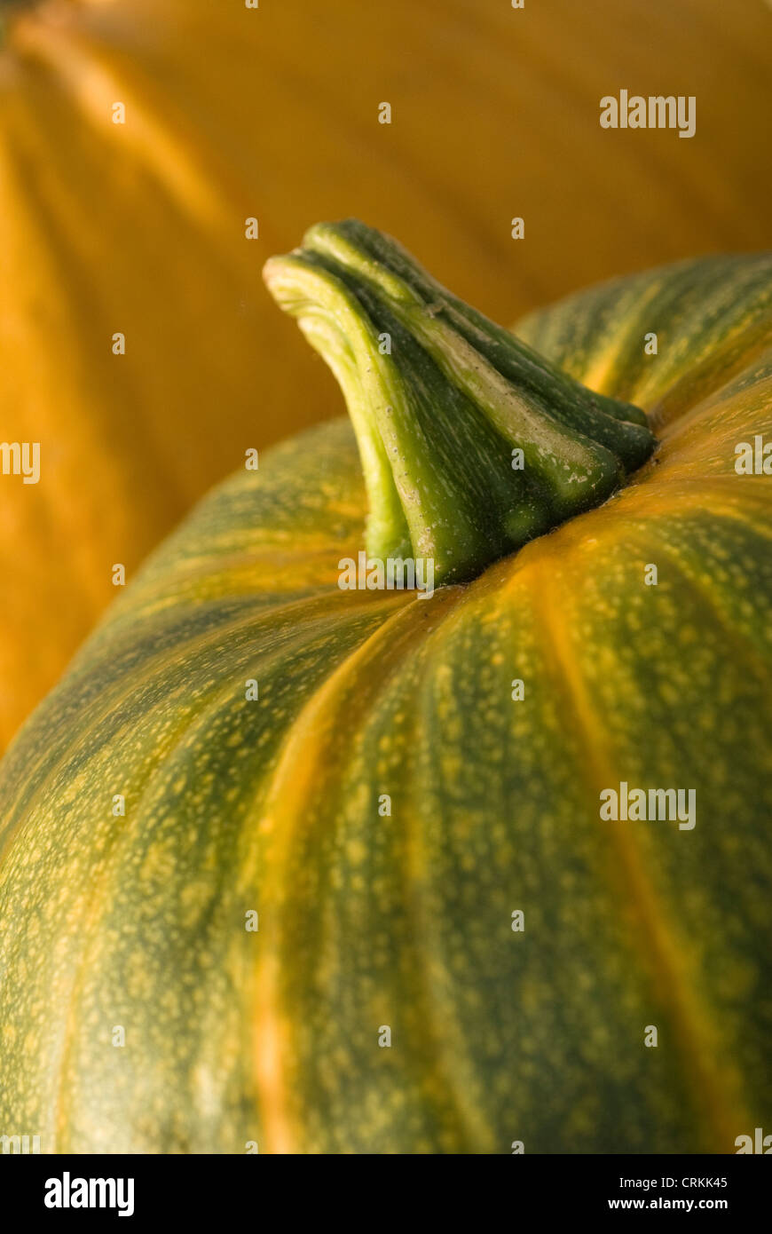 Curcubita pepo, Pumpkin, Squash Stock Photo - Alamy