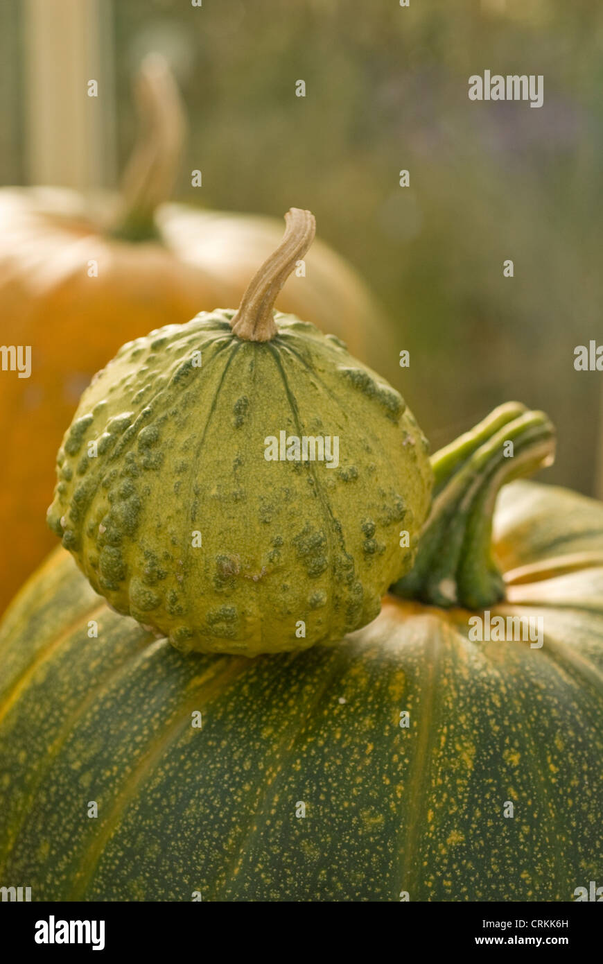 Curcubita pepo, Pumpkin, Squash Stock Photo - Alamy