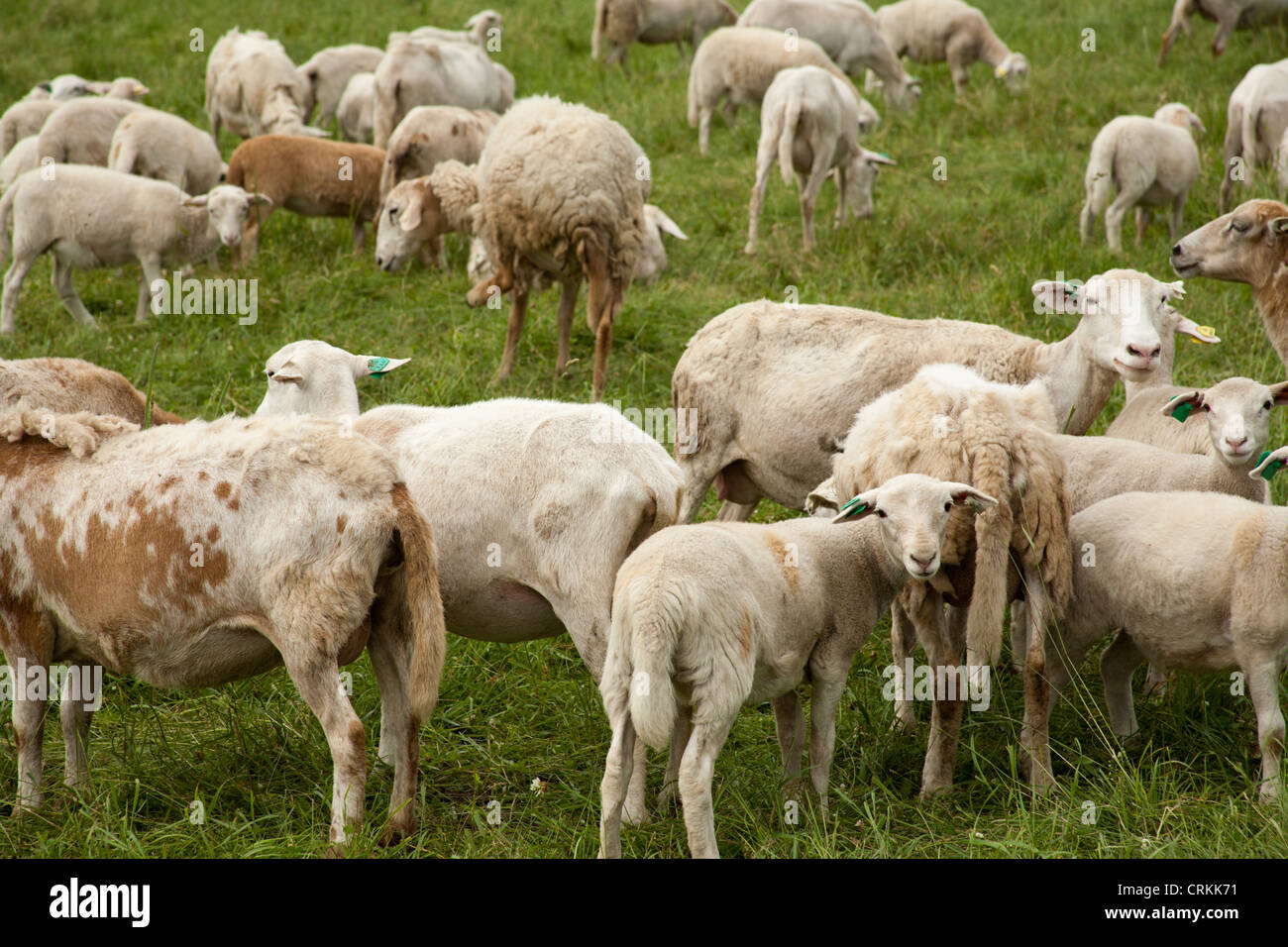 Sheep in pasture hi-res stock photography and images - Alamy