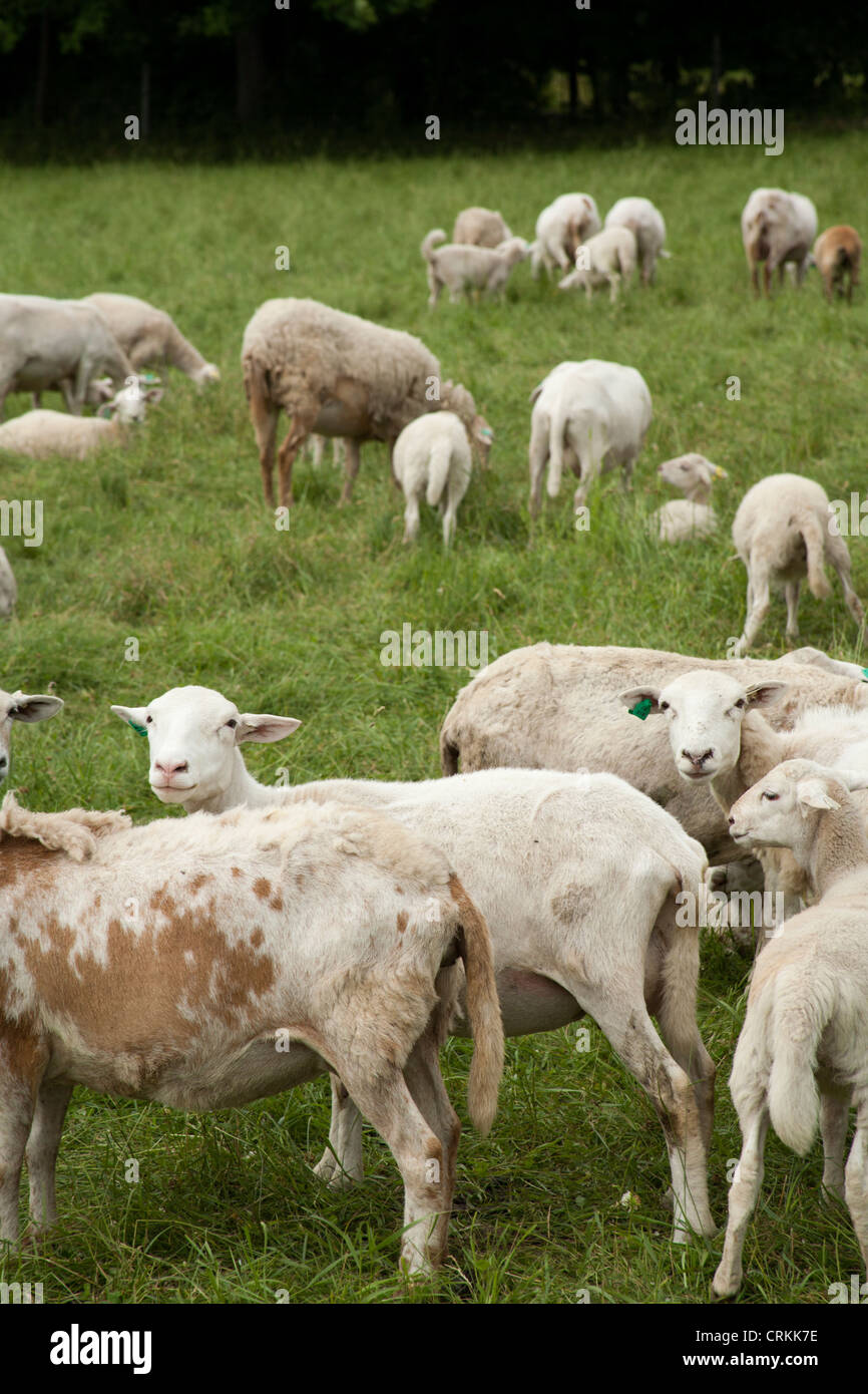 American farming livestock sheep hi-res stock photography and images ...