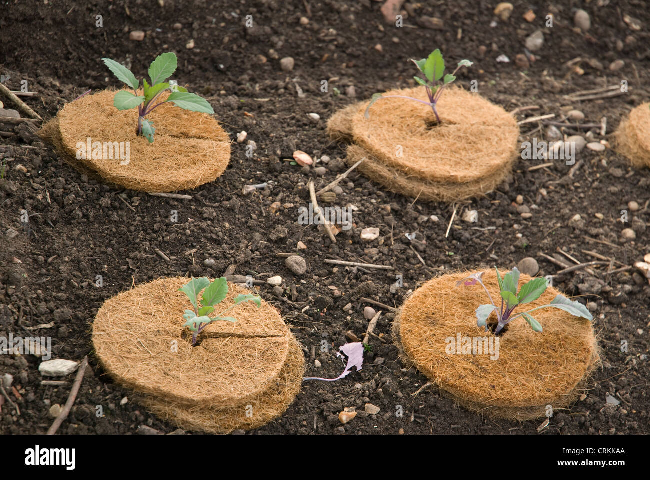 Brassica oleracea acephala, Kale Stock Photo - Alamy