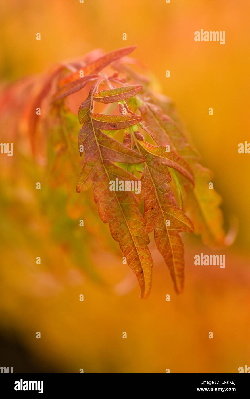 Rhus typhina leaves hi-res stock photography and images - Alamy